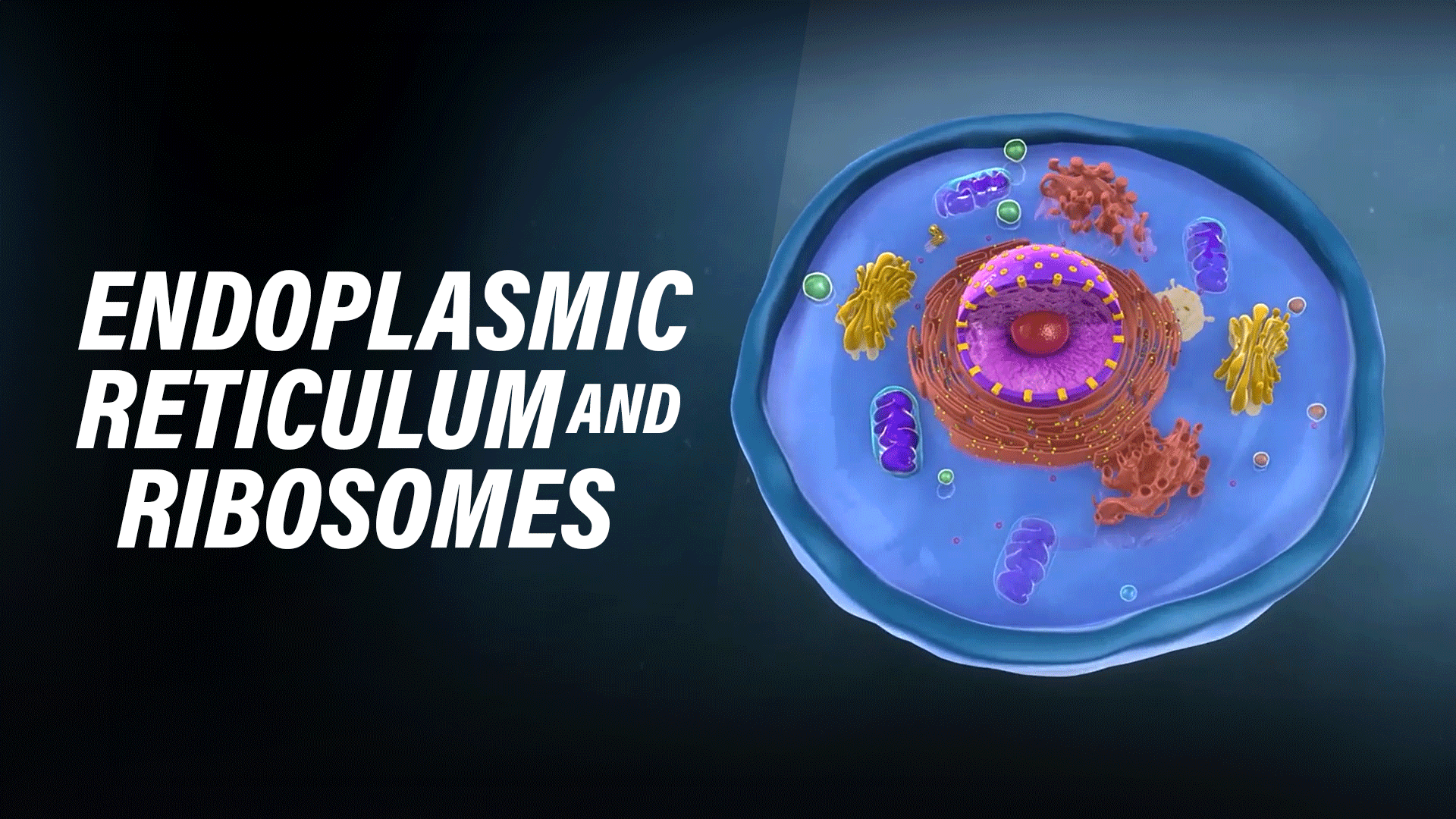 Endoplasmic Reticulum and Ribosomes | ClickView