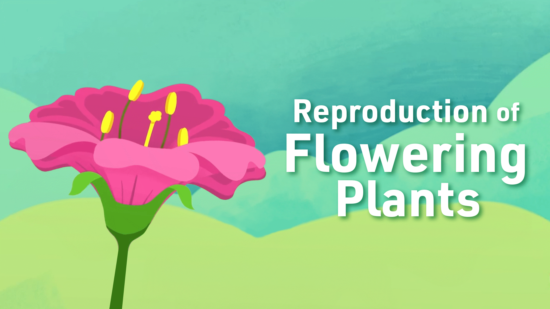 How Do Flowering Plants Reproduce? | ClickView