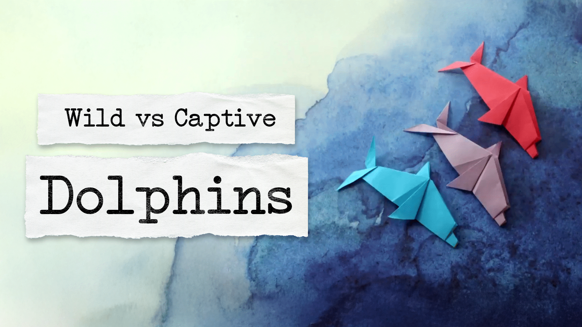 Wild vs Captive Dolphins: 10 Things You Didn’t Know about Dolphins ...