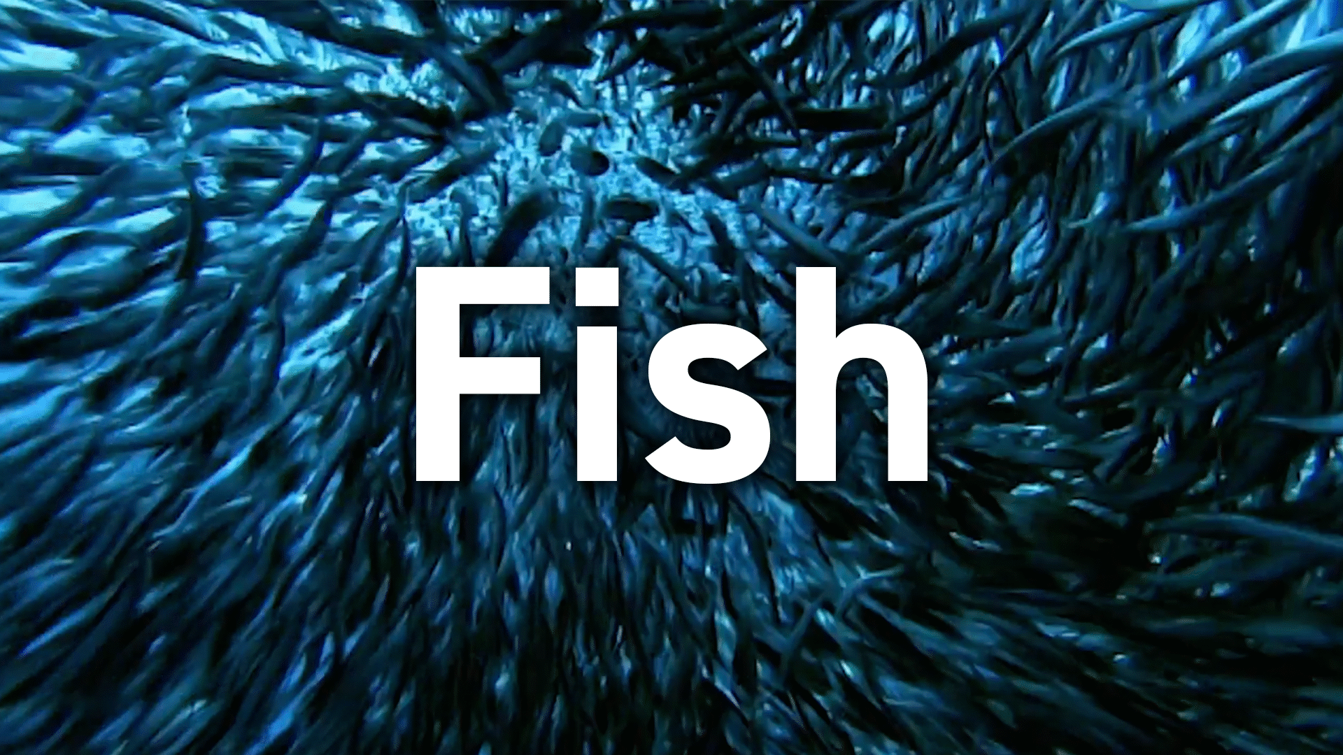 What Is a Fish? Video & Resources | ClickView
