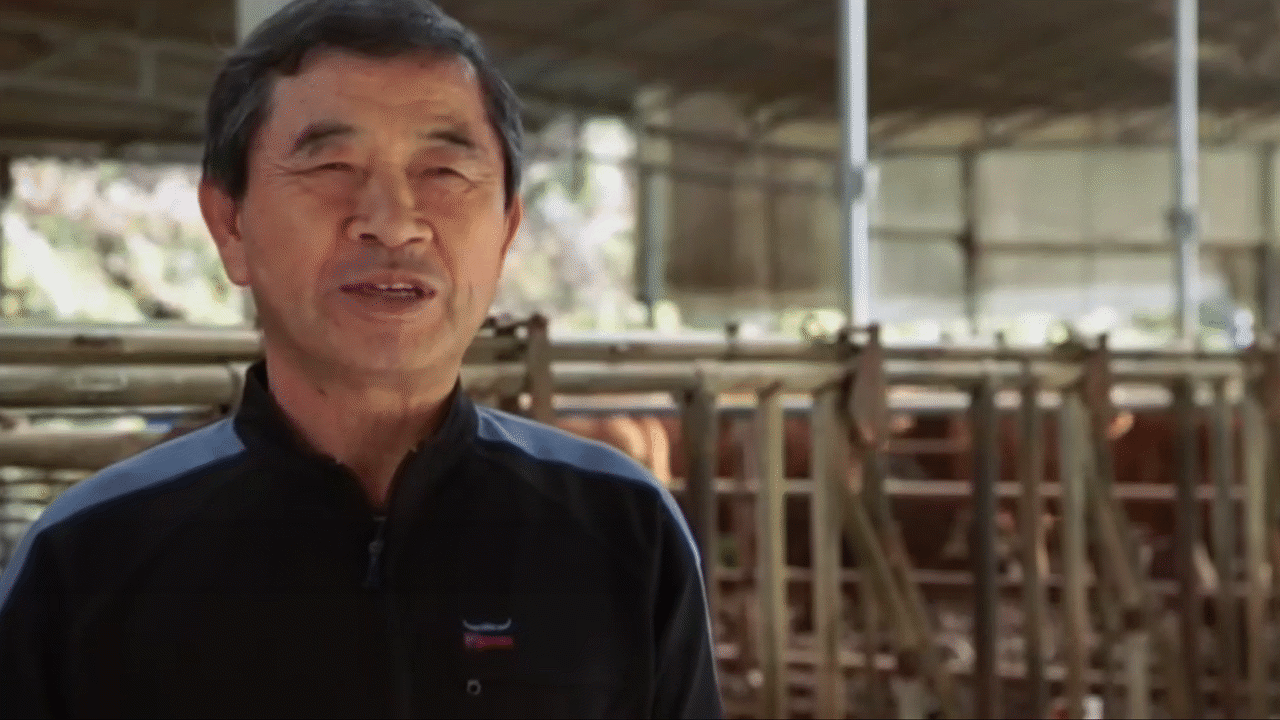 Hanwoo - We see Hanwoo or Korean cattle go un... - ClickView