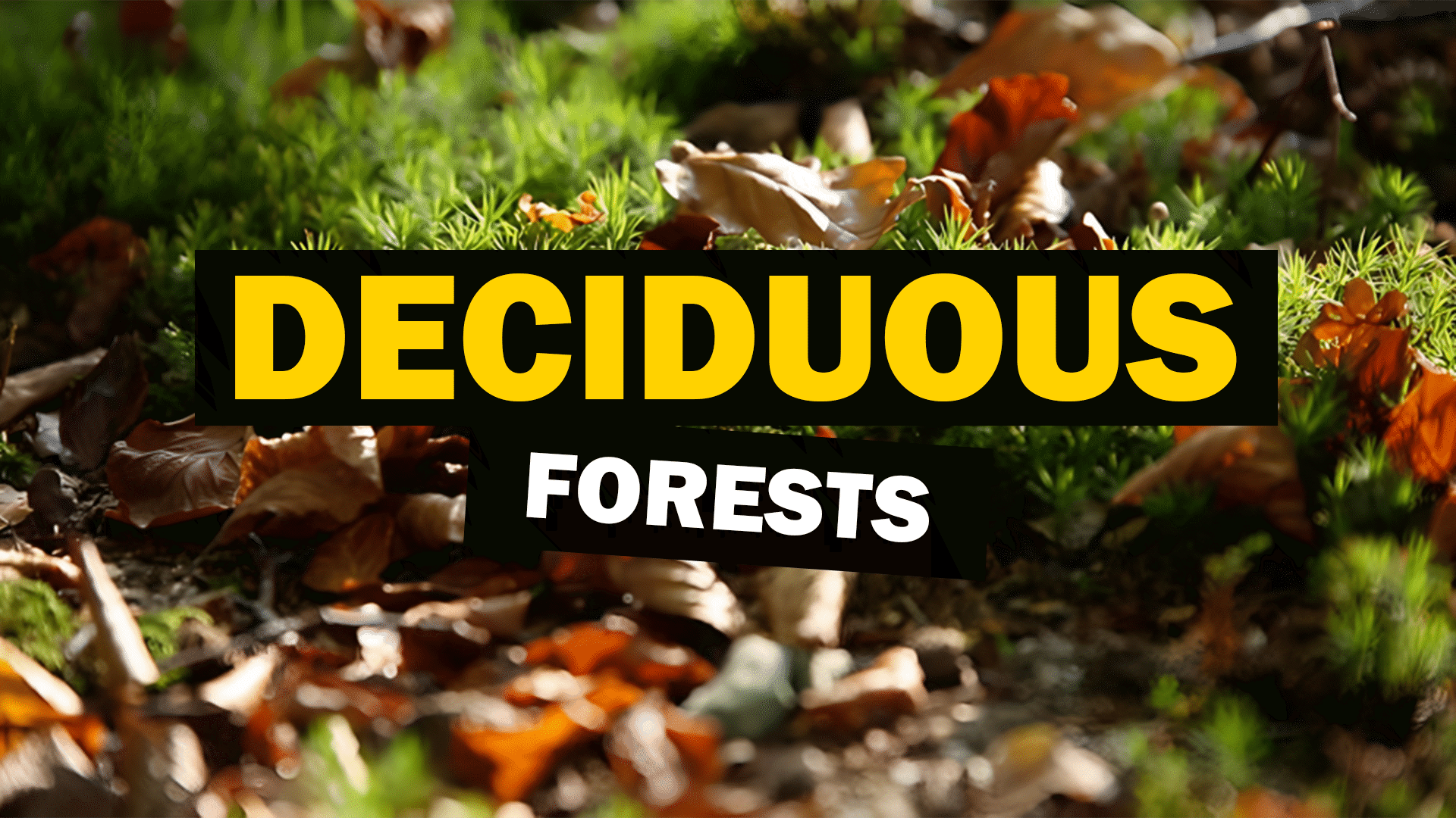 The Different Layers of a Deciduous Forest | ClickView
