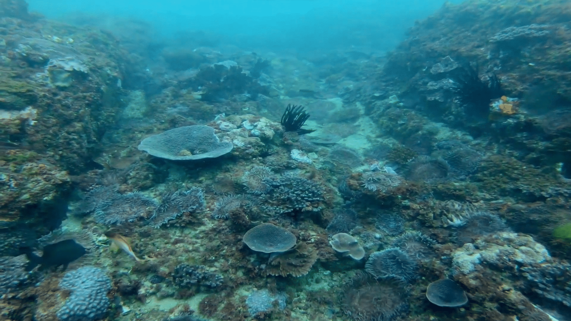 Story 2: Wonder Reef - A spectacular new arti... - ClickView