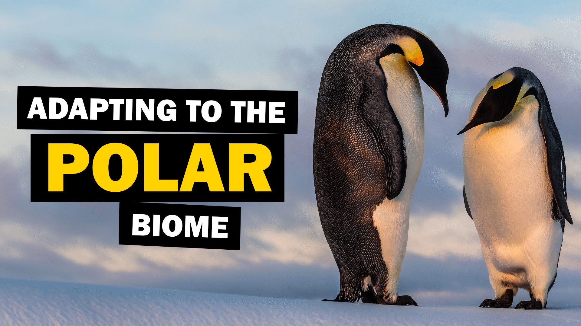 How Animals Have Adapted to Live In the Polar Biome | ClickView