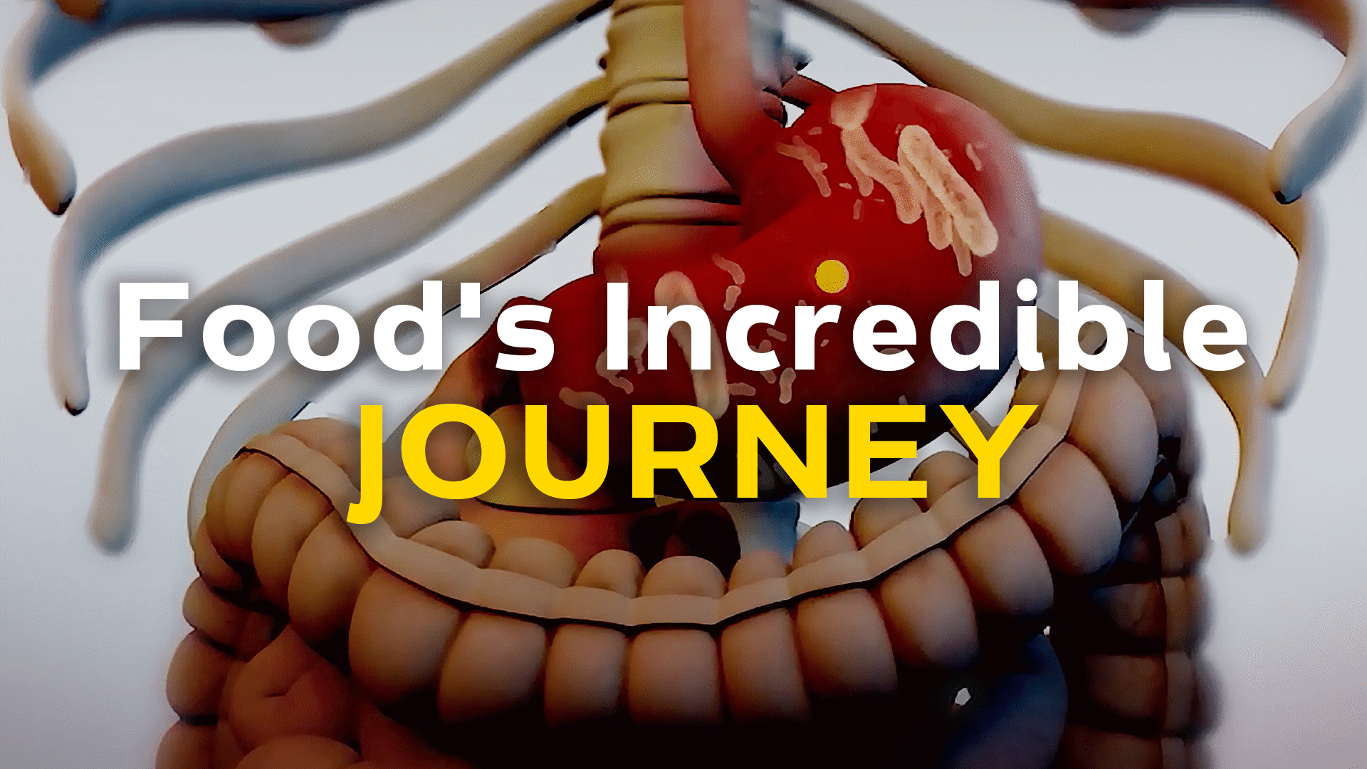 The Digestive System | ClickView