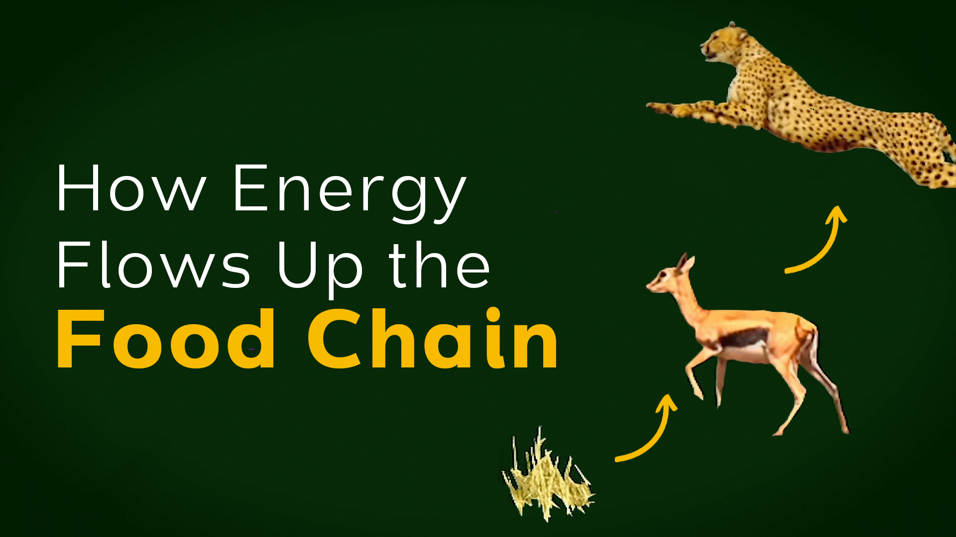 Living Things in Their Environments: Food Chains | ClickView