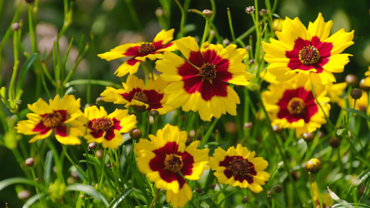 Gardeners' World - Airs 8:00 PM 11 Apr 2025 on BBC TWO - ClickView