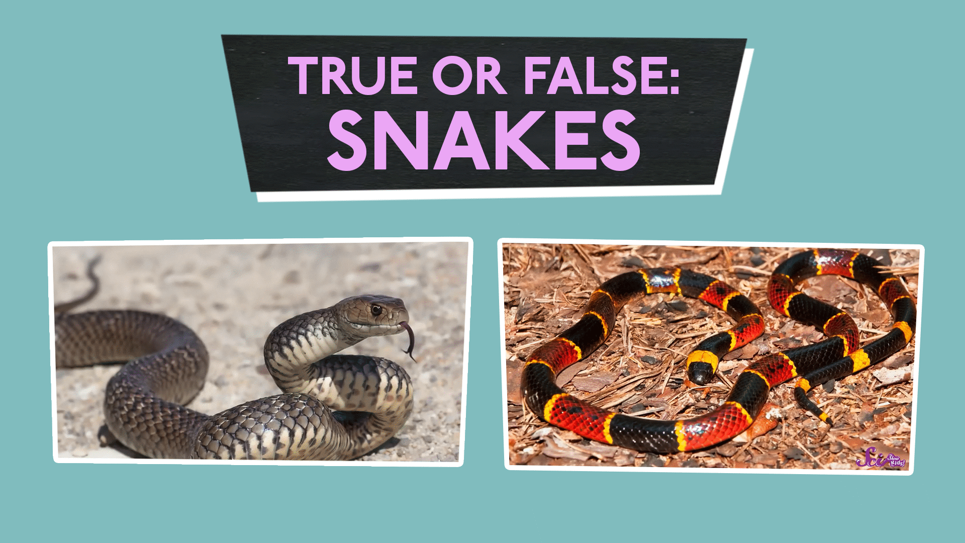Amazing Snakes! Video & Resources | ClickView