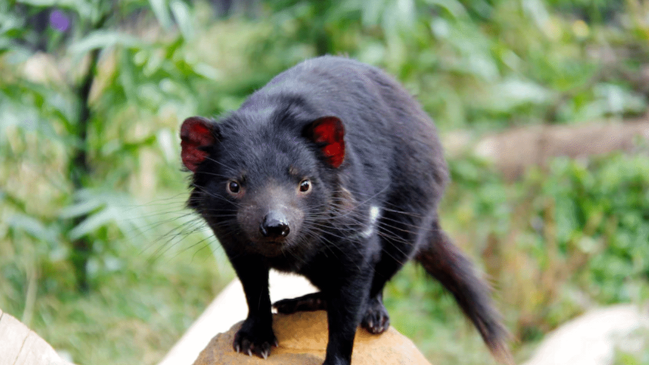 Living with Devils - Airs 7:30 PM 17 Dec 2023 on ABCTV HD - ClickView