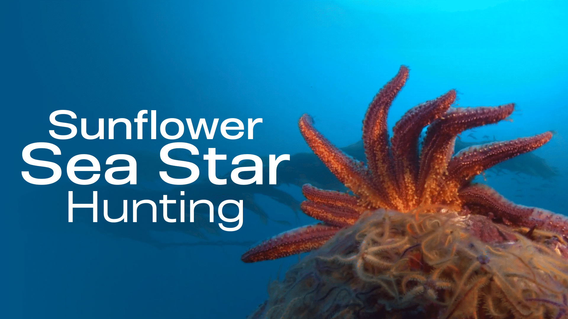 Star Fish Hunting Video & Resources | ClickView