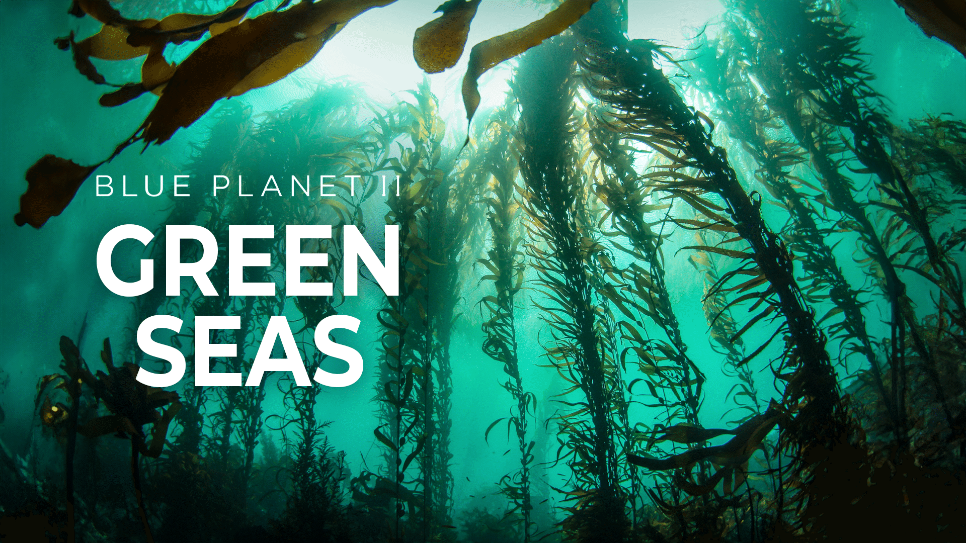 Blue Planet II Videos & Resources | ClickView