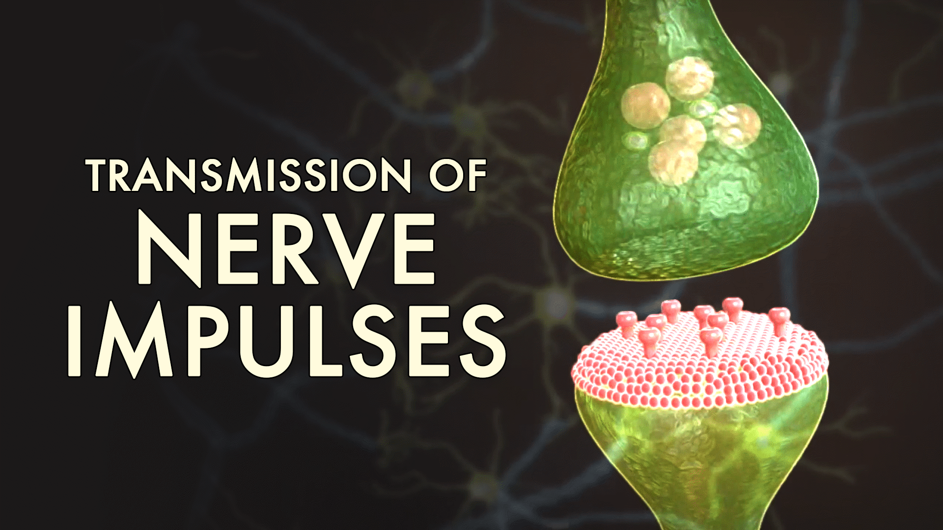 Transmission of Nerve Impulses Video & Resources | ClickView