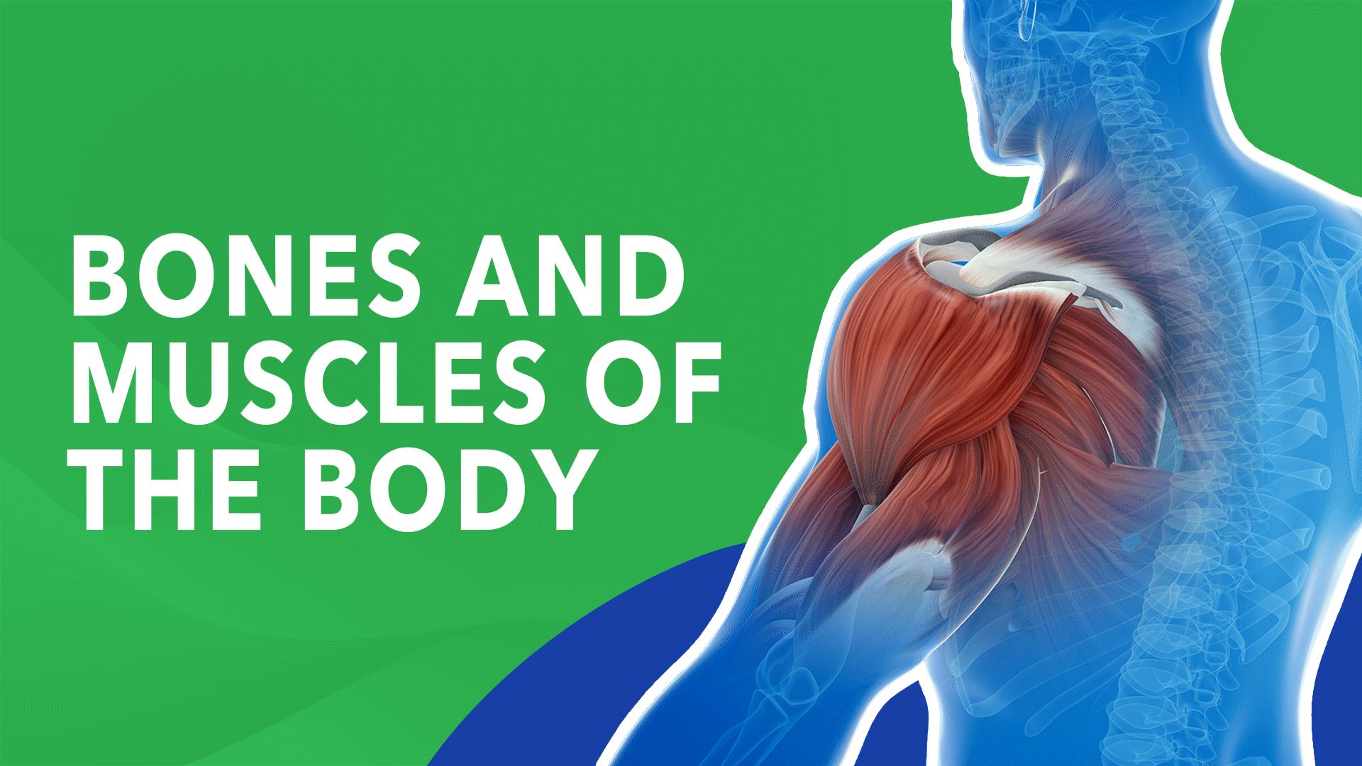 North Carolina Museum of Natural Sciences presents Bones and Muscles of ...