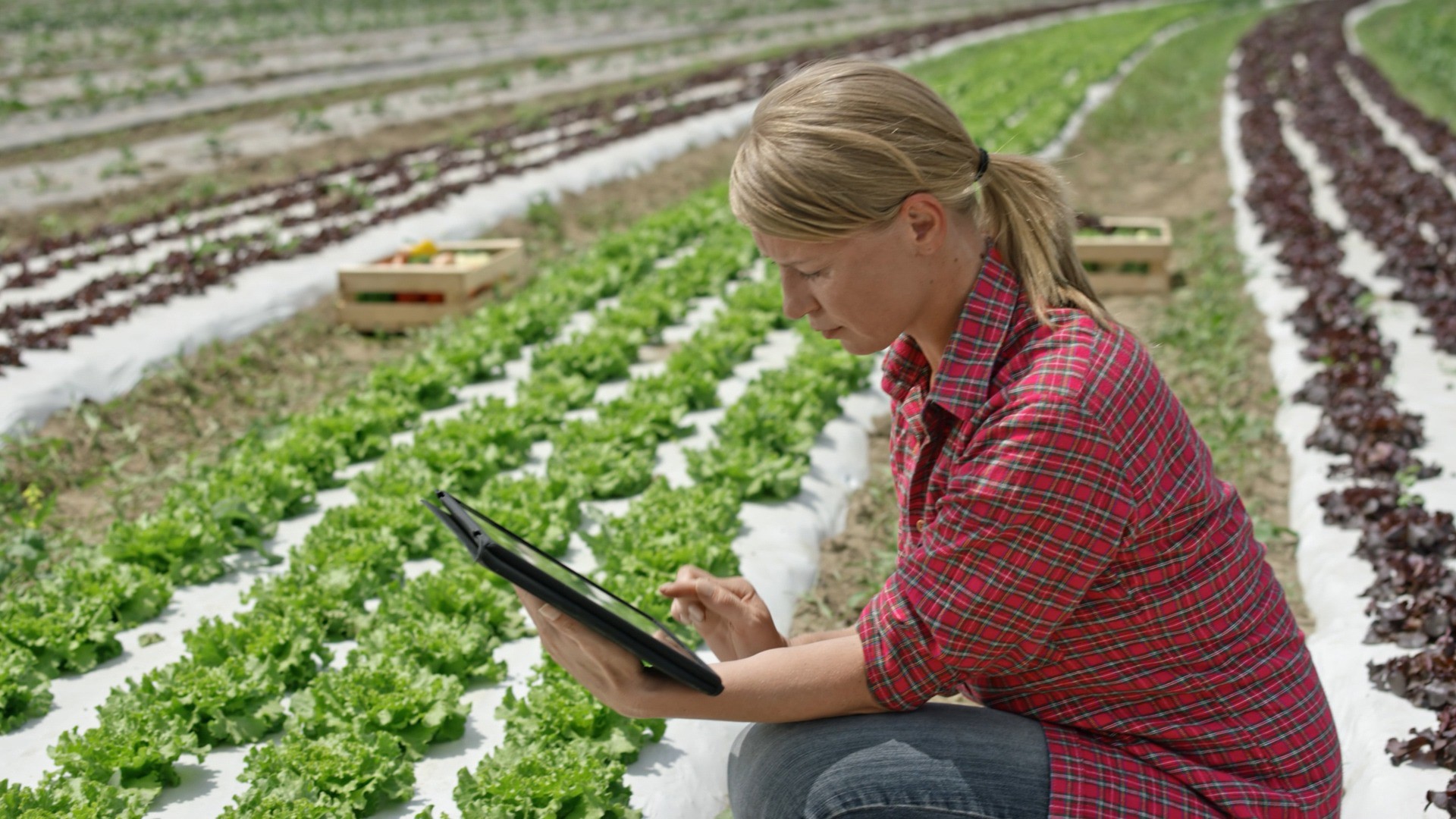 Agriculture and Technology Videos & Resources | ClickView