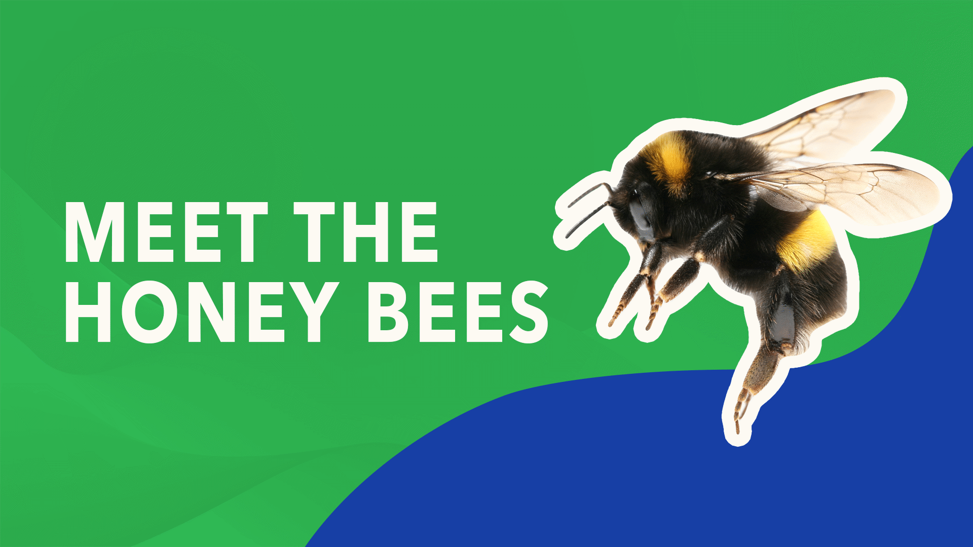 Meet the Honey Bees Recording | Streamable Learning