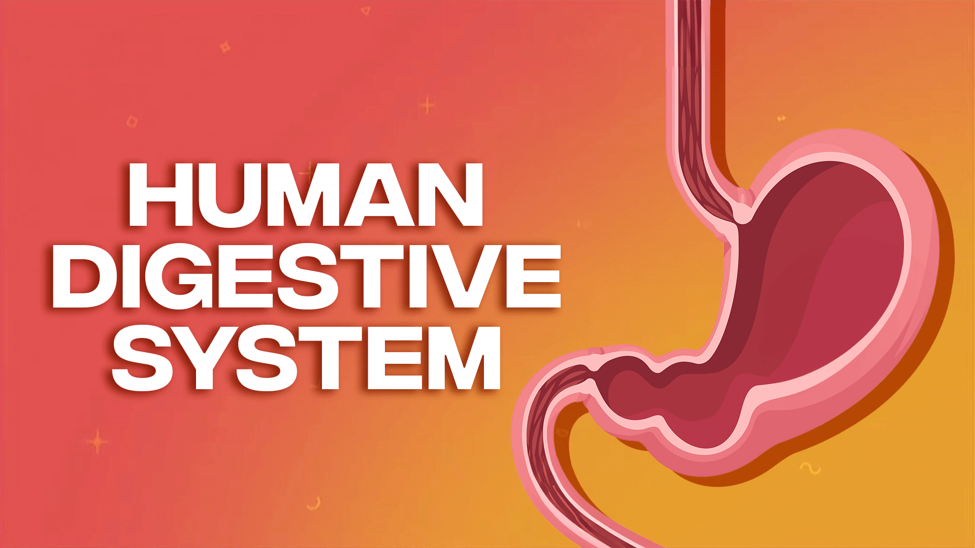 Human Digestive System Video & Resources | ClickView