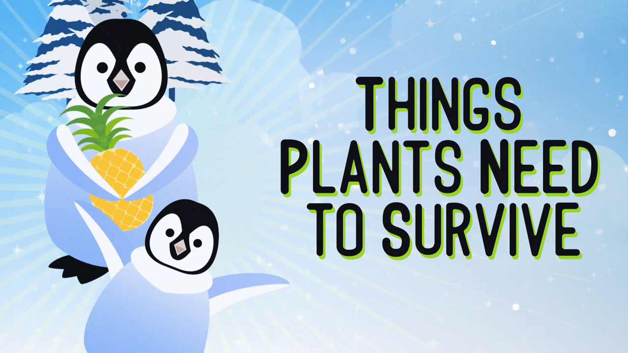 Why No Polar Pineapples? (What Plants Need) | ClickView