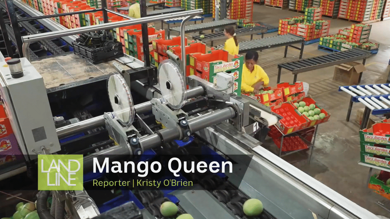 Mango Queen - Starting with just a few trees,... - ClickView
