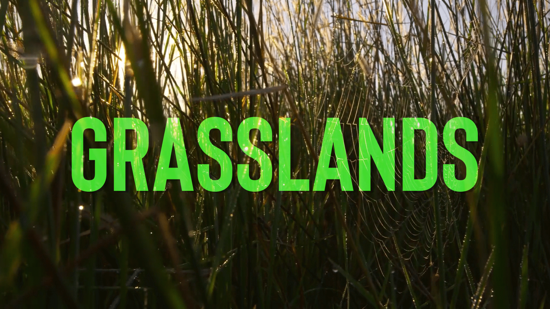 Planet Earth II: Grasslands (Clips) | ClickView