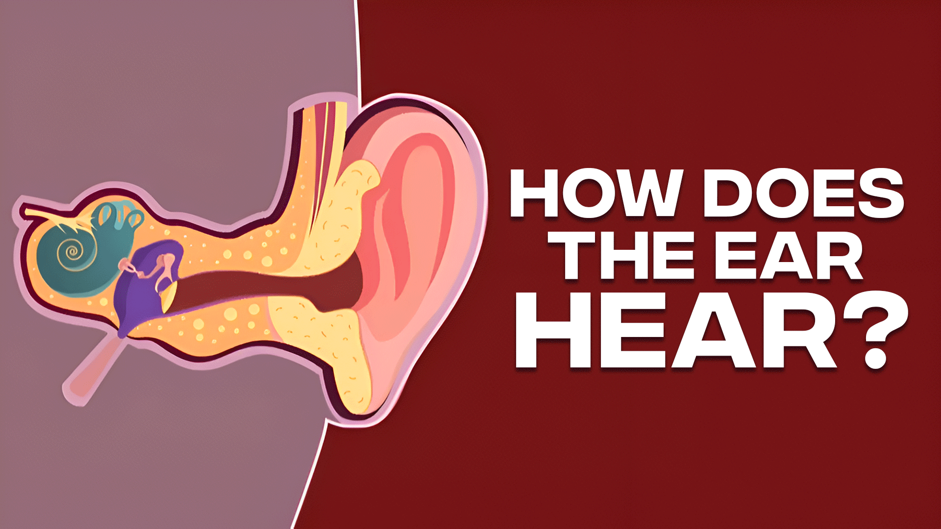 Science: The Human Ear Video & Resources | ClickView