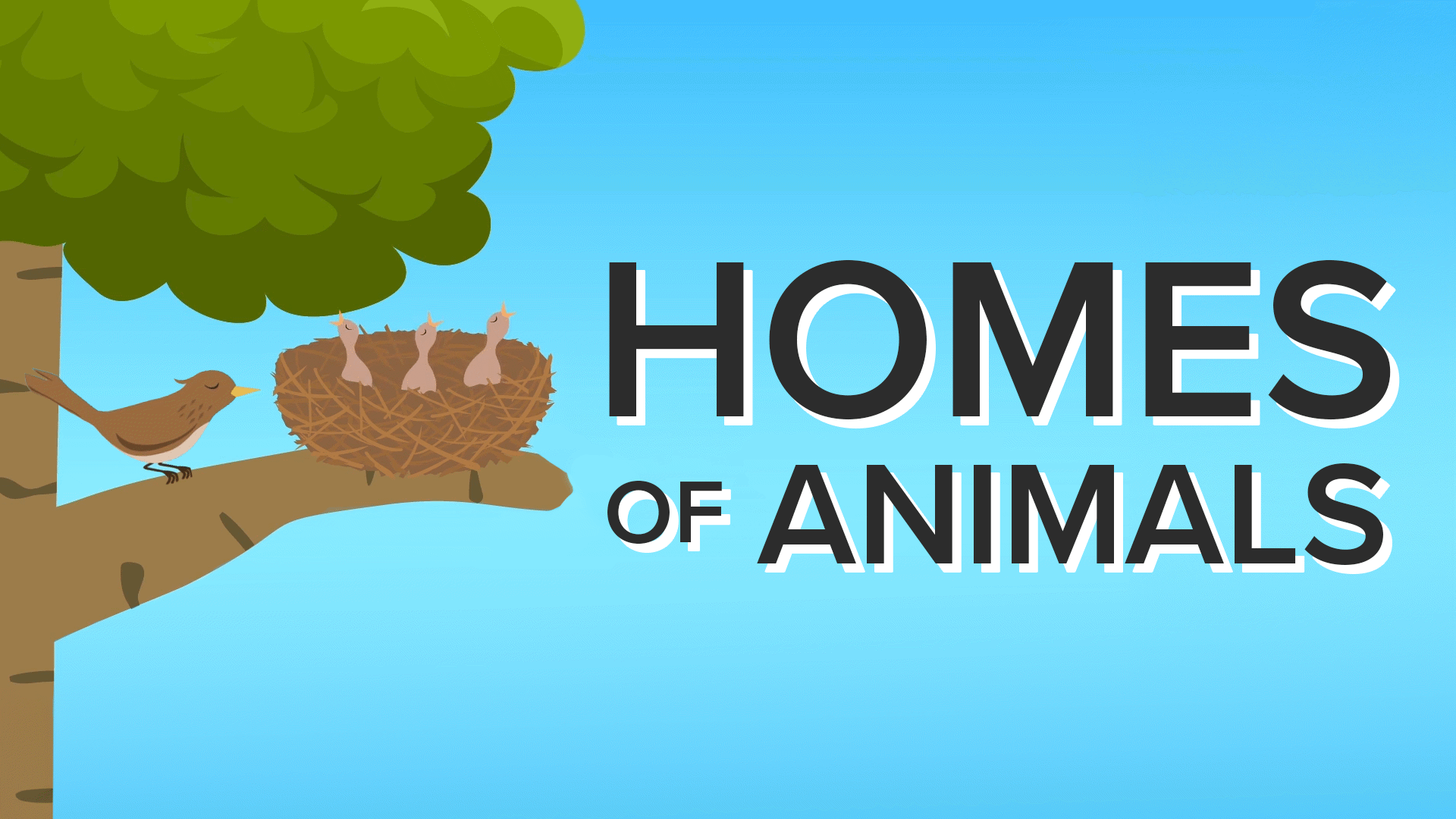 Homes of Animals Video & Resources | ClickView
