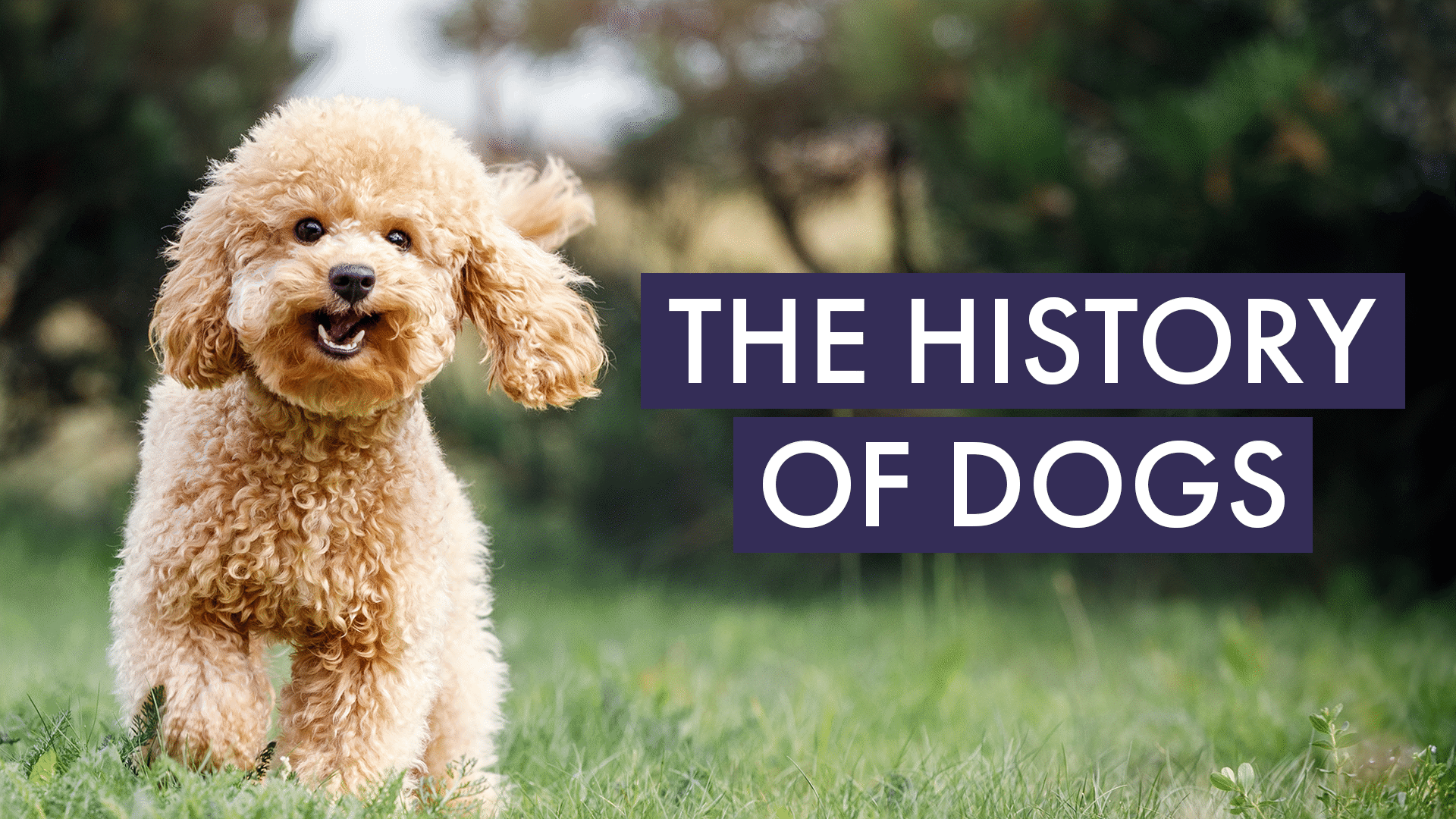 The History of Dogs Video & Resources | ClickView