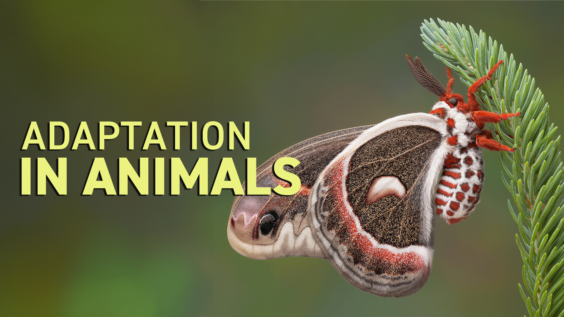 Adaptations Videos, Resources & Worksheets | ClickView