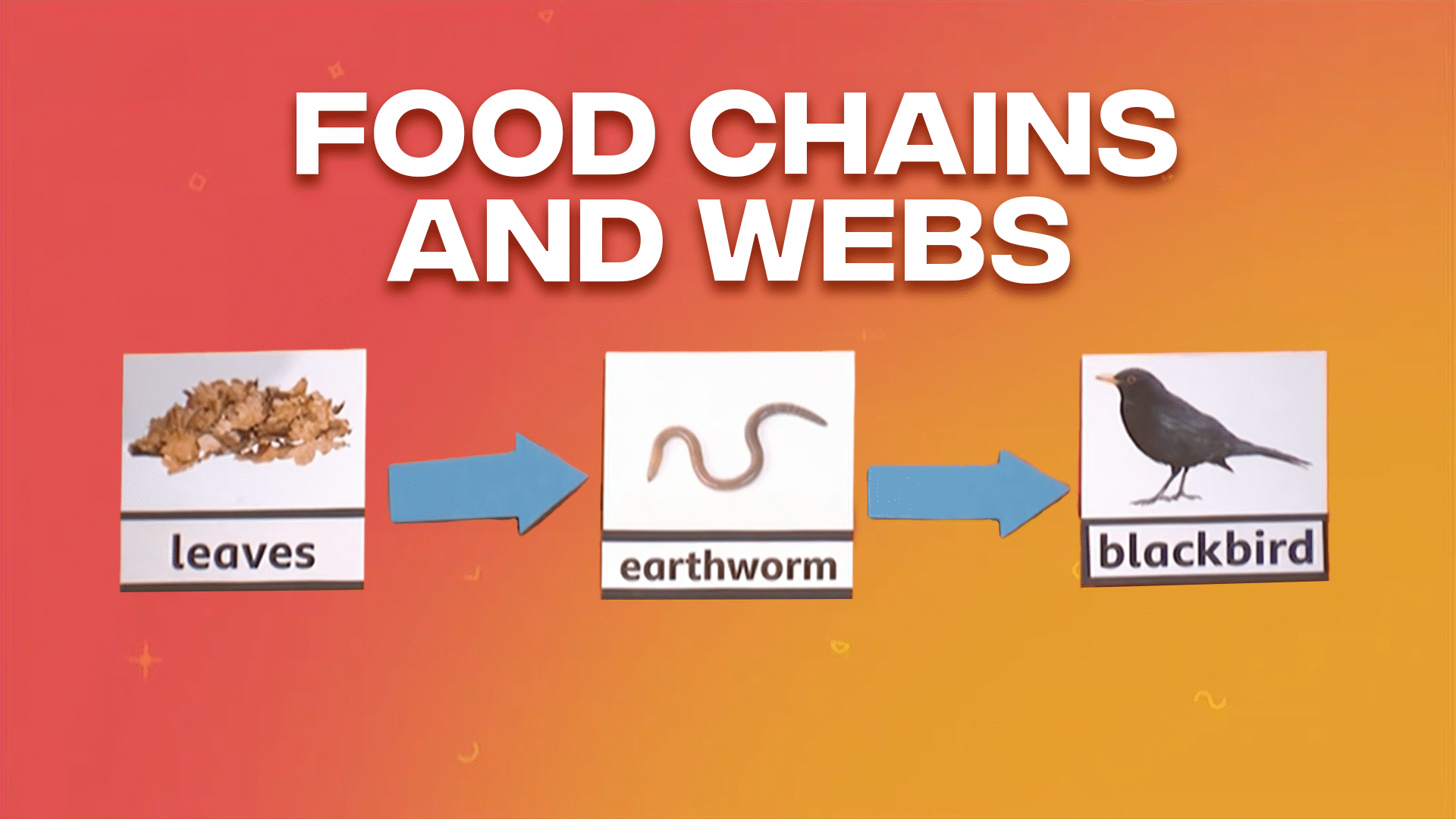 Food Chains Videos, Resources & Worksheets | ClickView