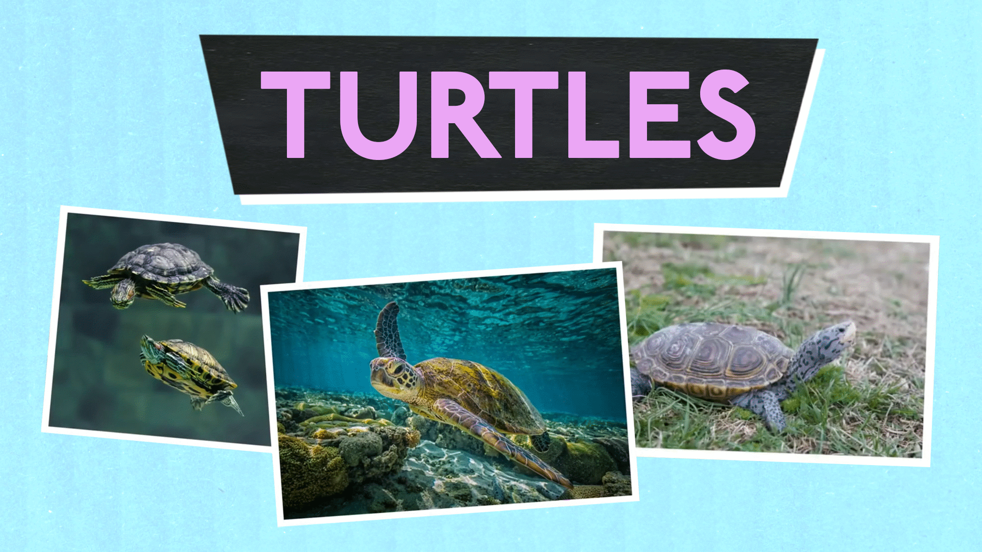 Turtle Time With Dr Turtleman Video Resources Clickview