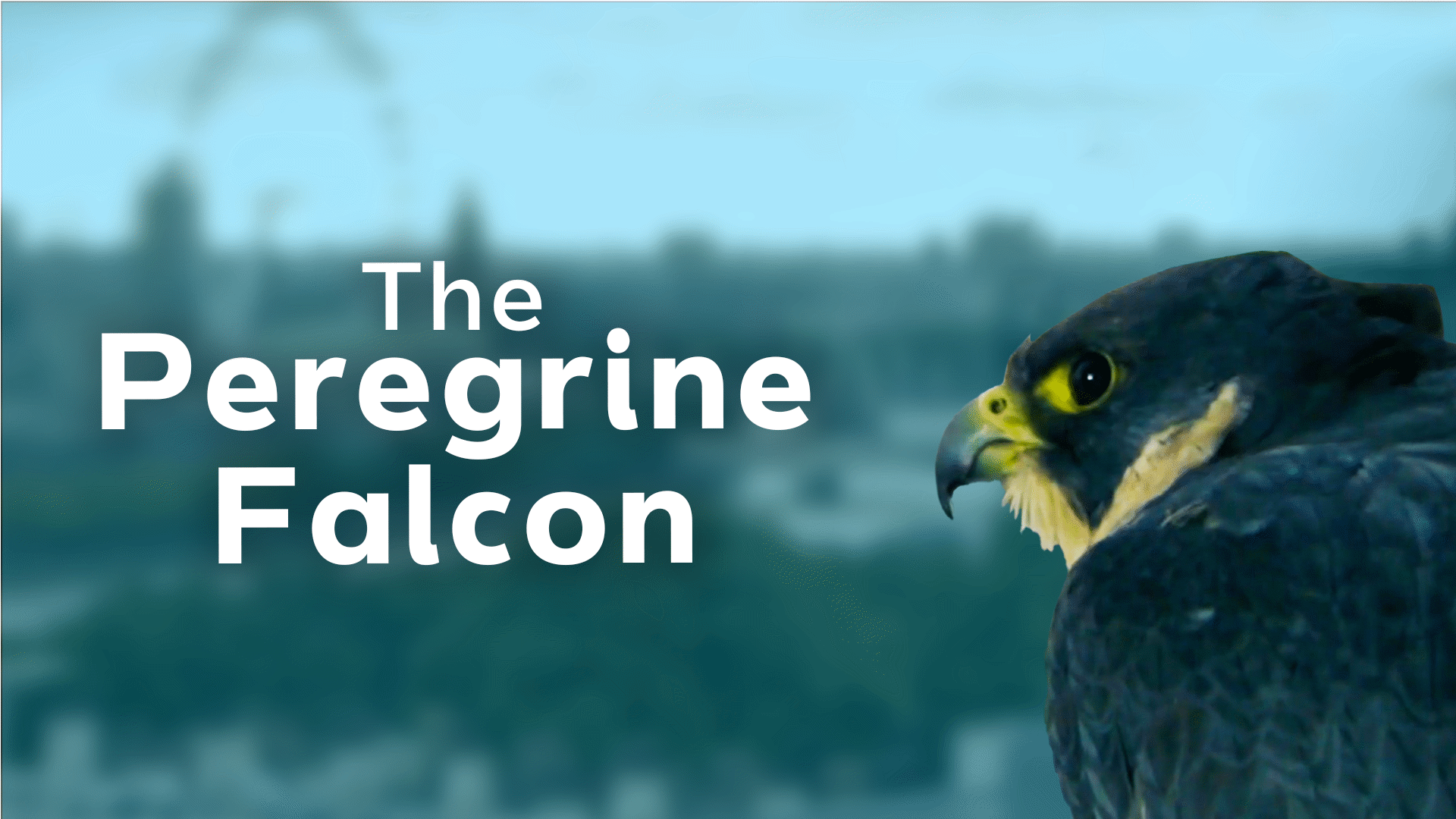 Peregrine Falcon Worksheets