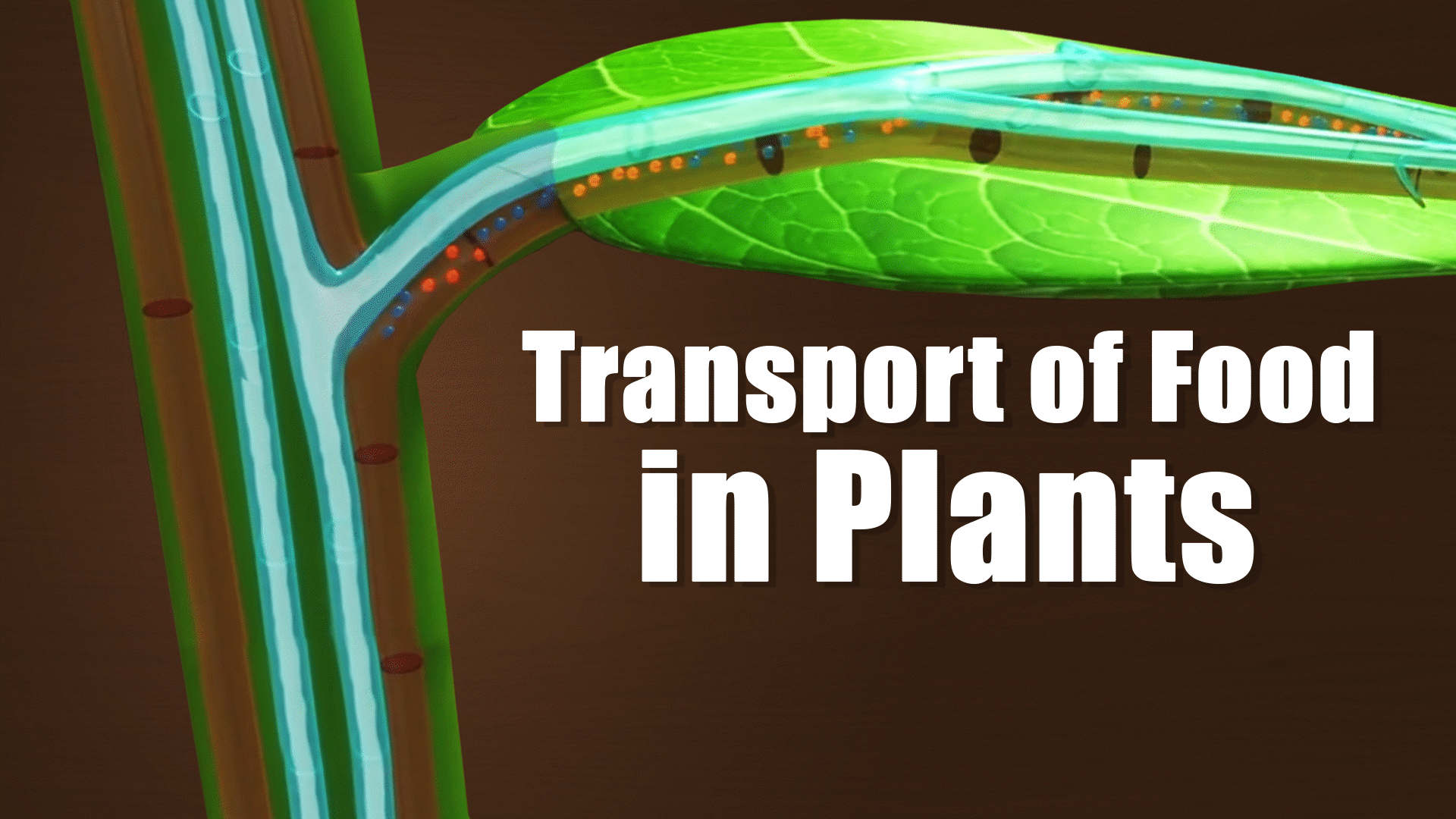 Transport of Food in Plants Video & Resources | ClickView