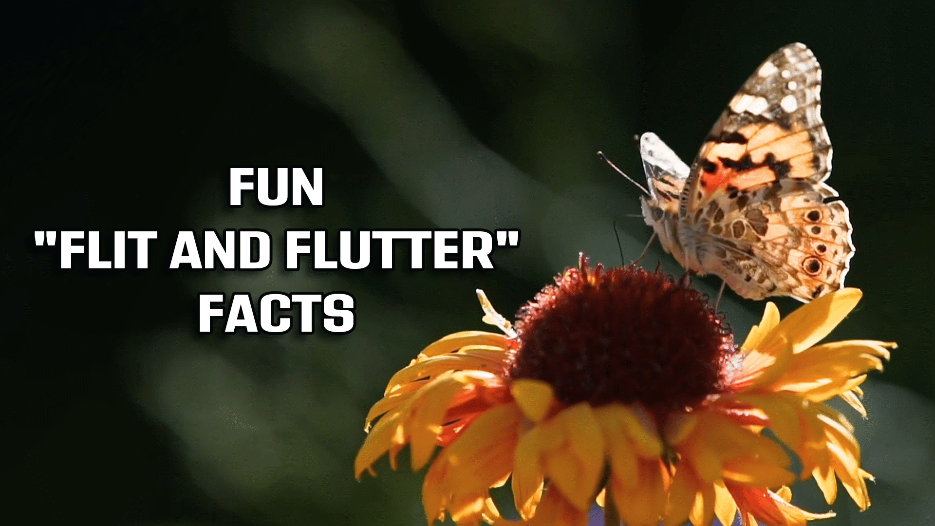 Butterflies, Moths, and Metamorphosis: Varieties, Life Cycle, and Fun ...