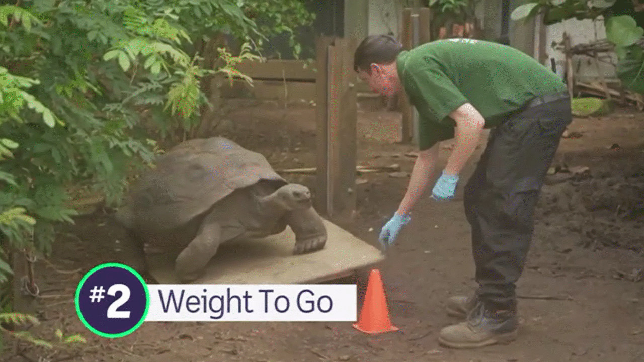 Tortoise Weigh-in - Now to London Zoo where t... - ClickView