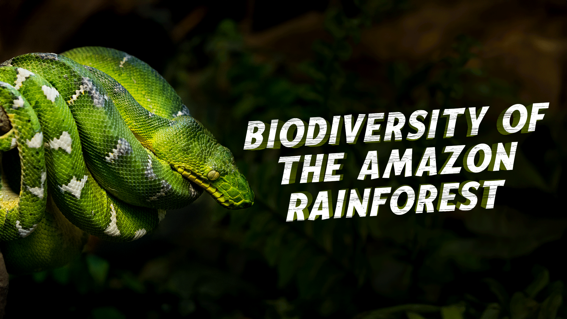 The Tropical Rainforest Ecosystem - ClickView