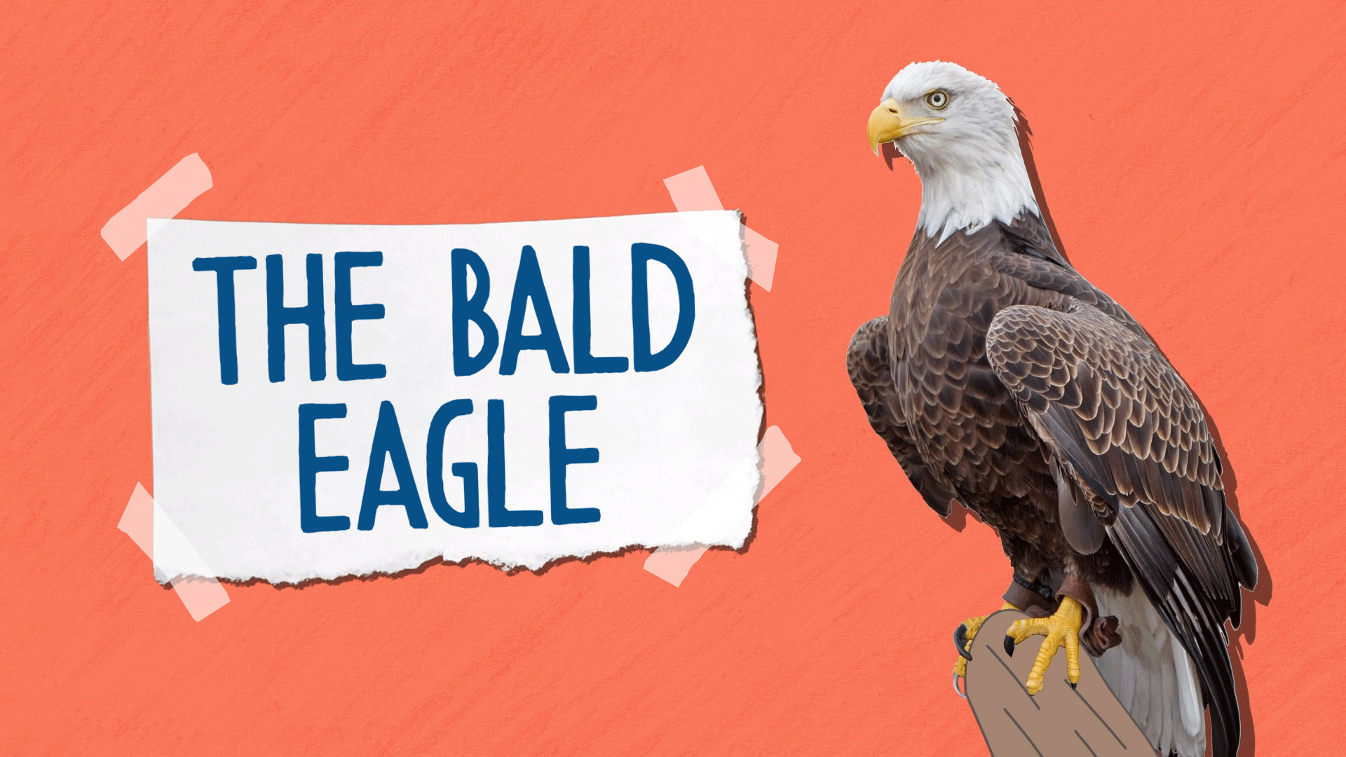The Bald Eagle Video & Resources | ClickView