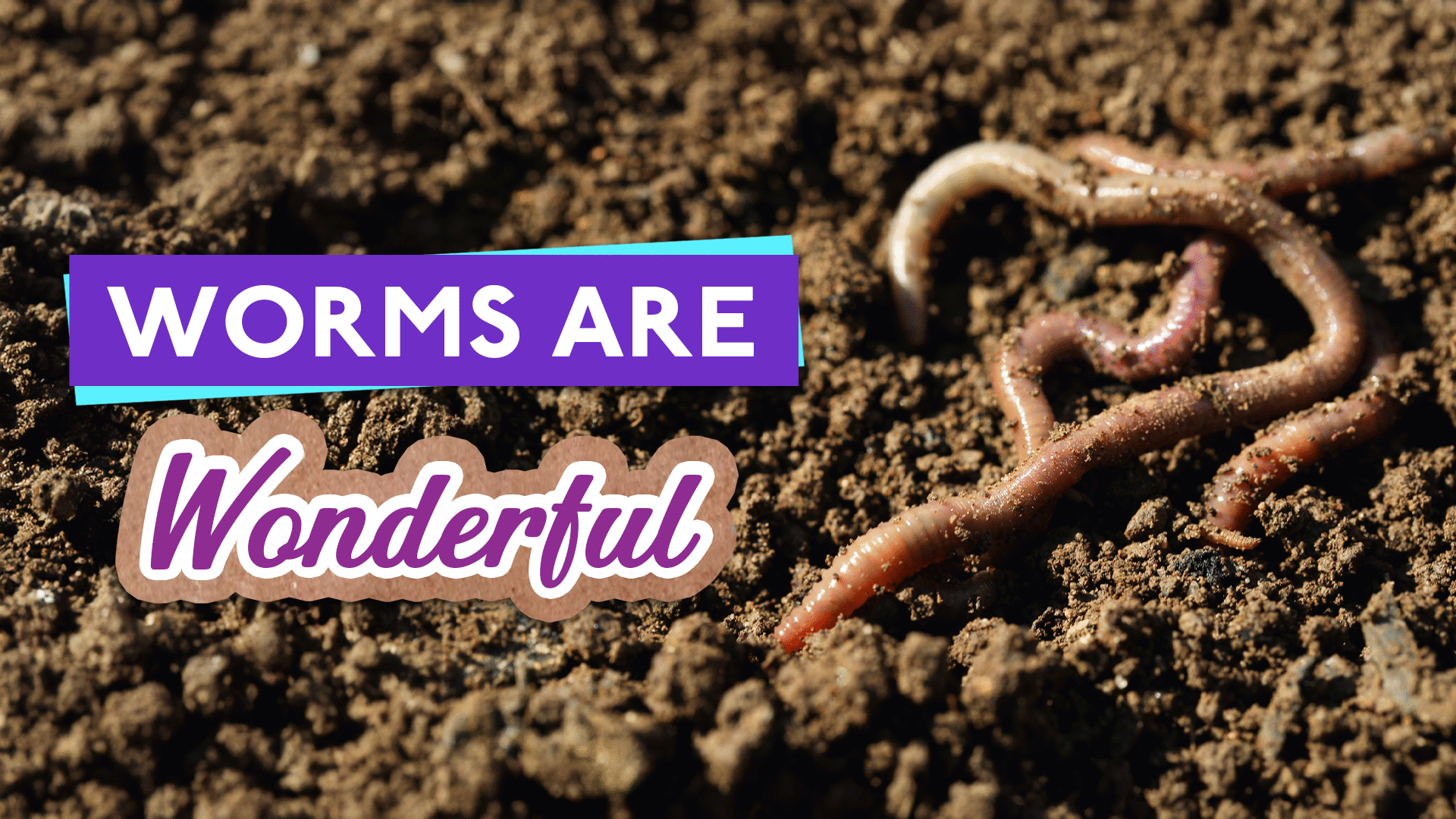 Worms Are Wonderful Video & Resources | ClickView