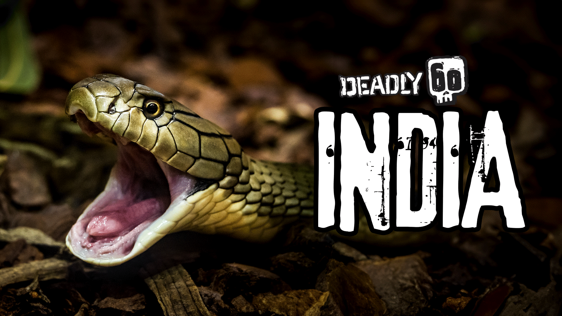 Deadly 60 Videos & Resources | ClickView