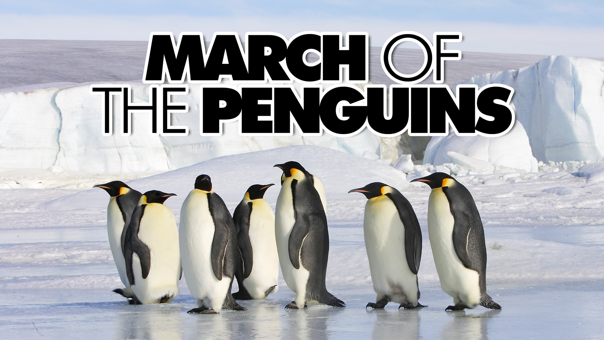March of the Penguins - ClickView