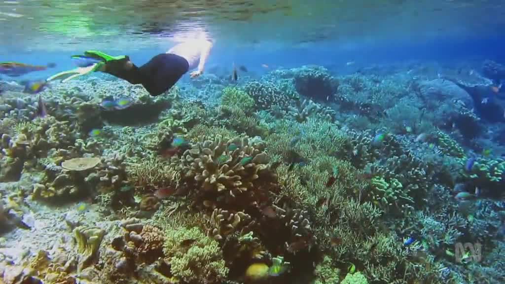 Sea And Space: Underwater Coral Adventure | ClickView