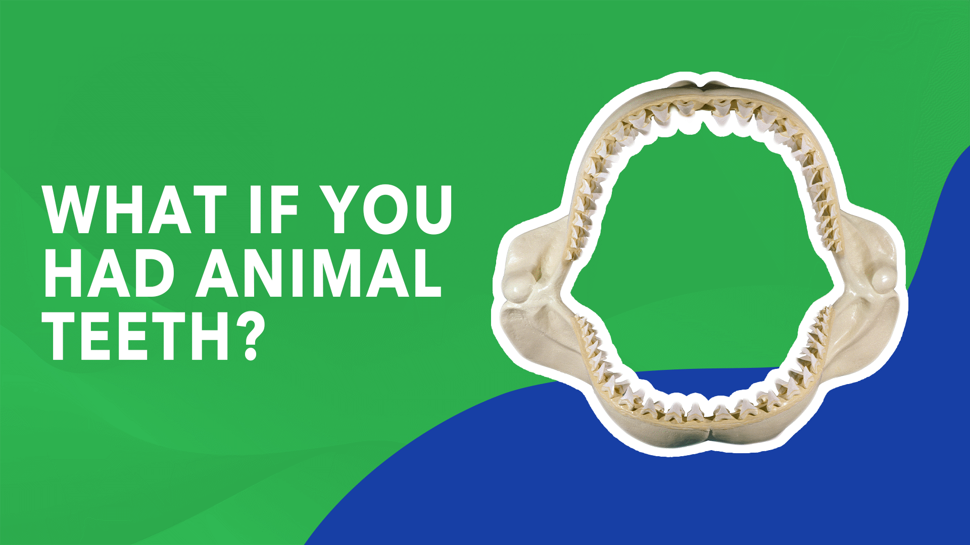 North Carolina Aquarium at Pine Knoll Shores presents What if You Had ...