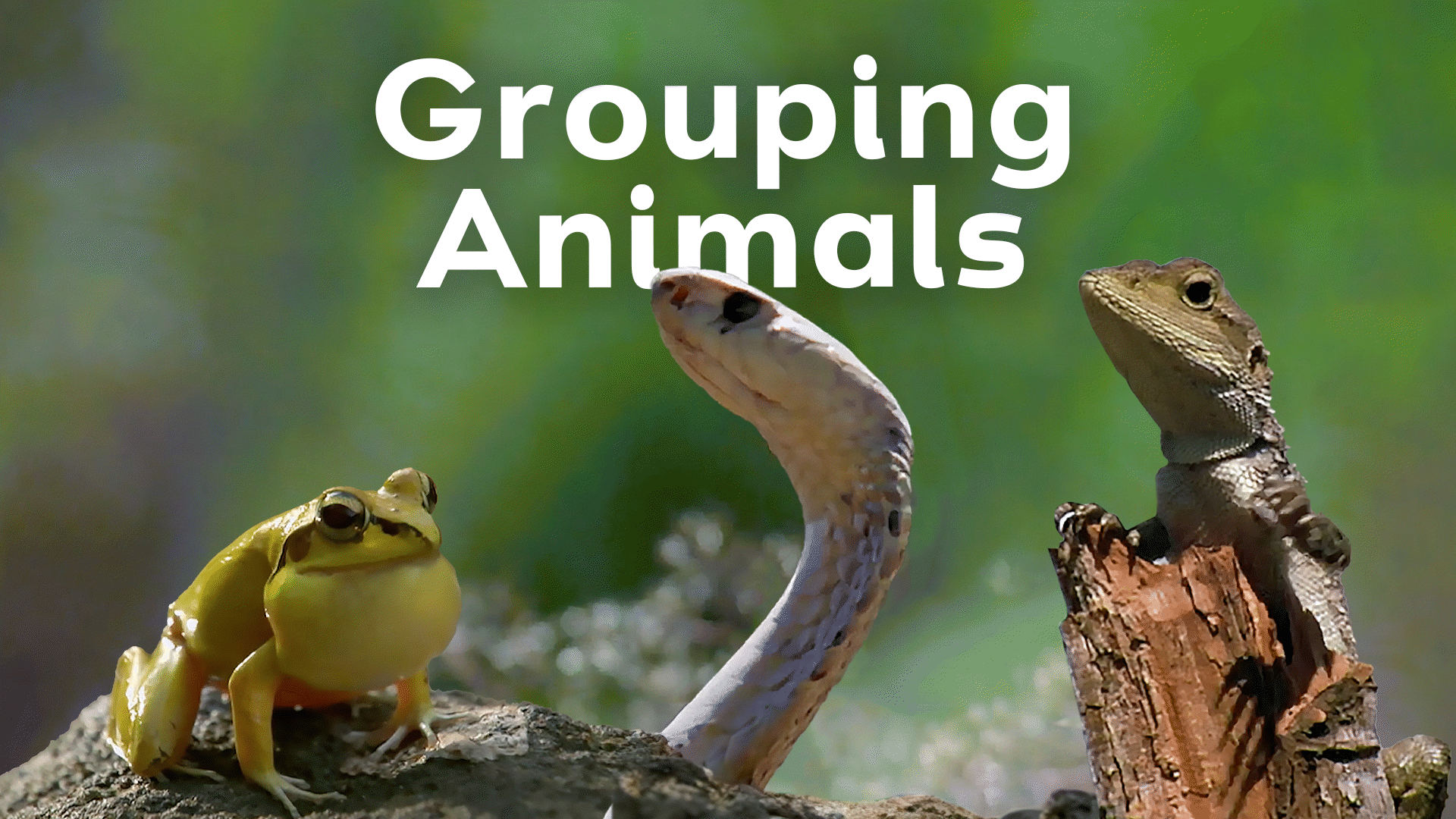 Animal Groups Video & Resources | ClickView