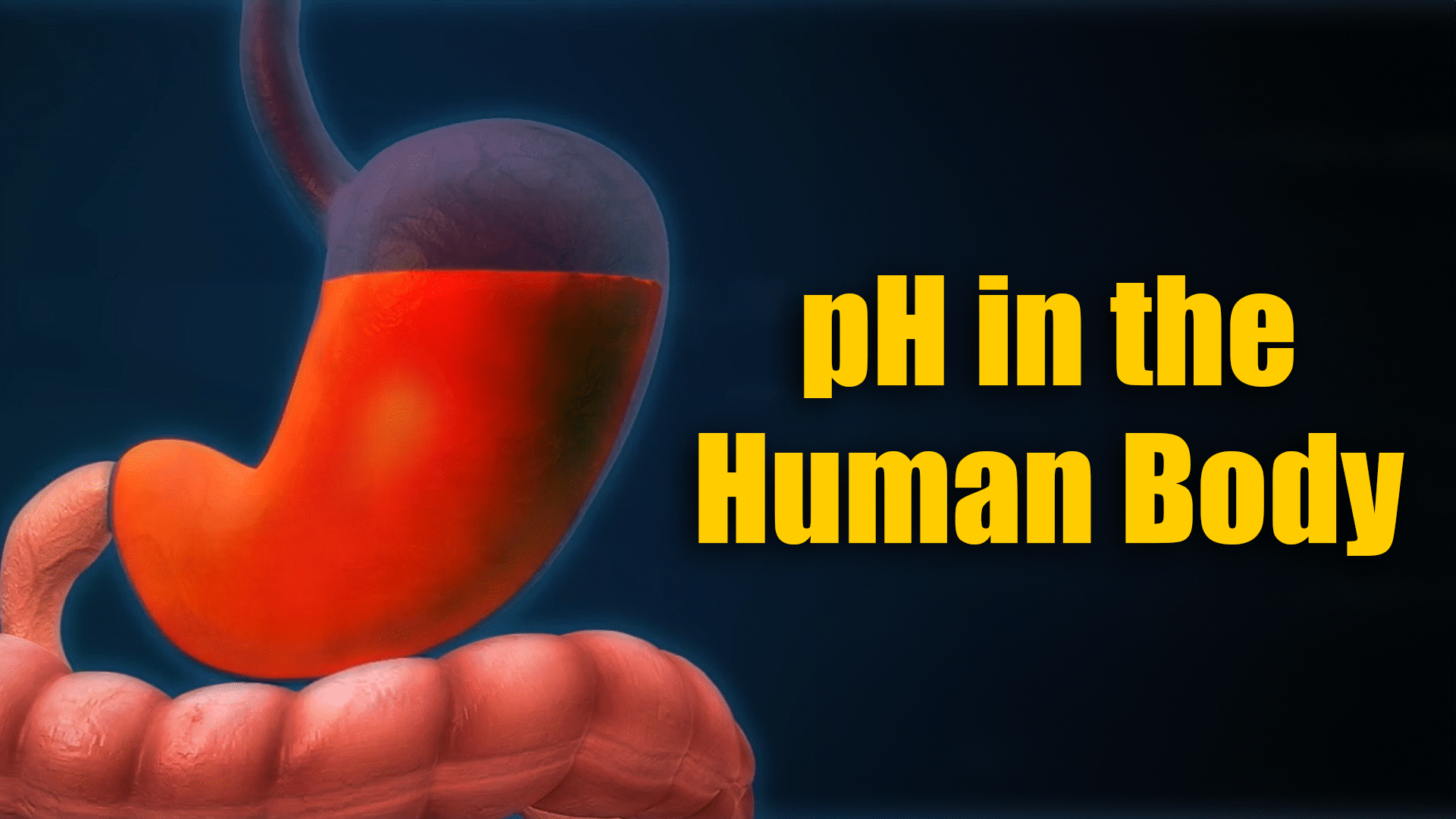 The Importance of pH in the Human Body | ClickView