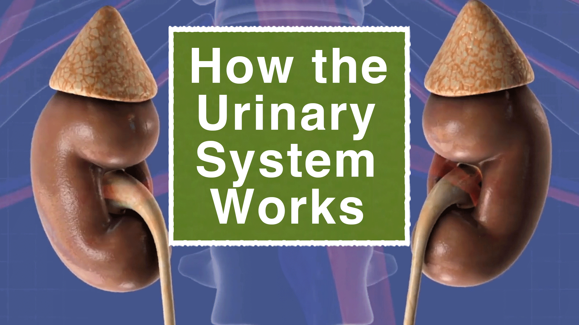 How Does the Urinary System Work? | ClickView