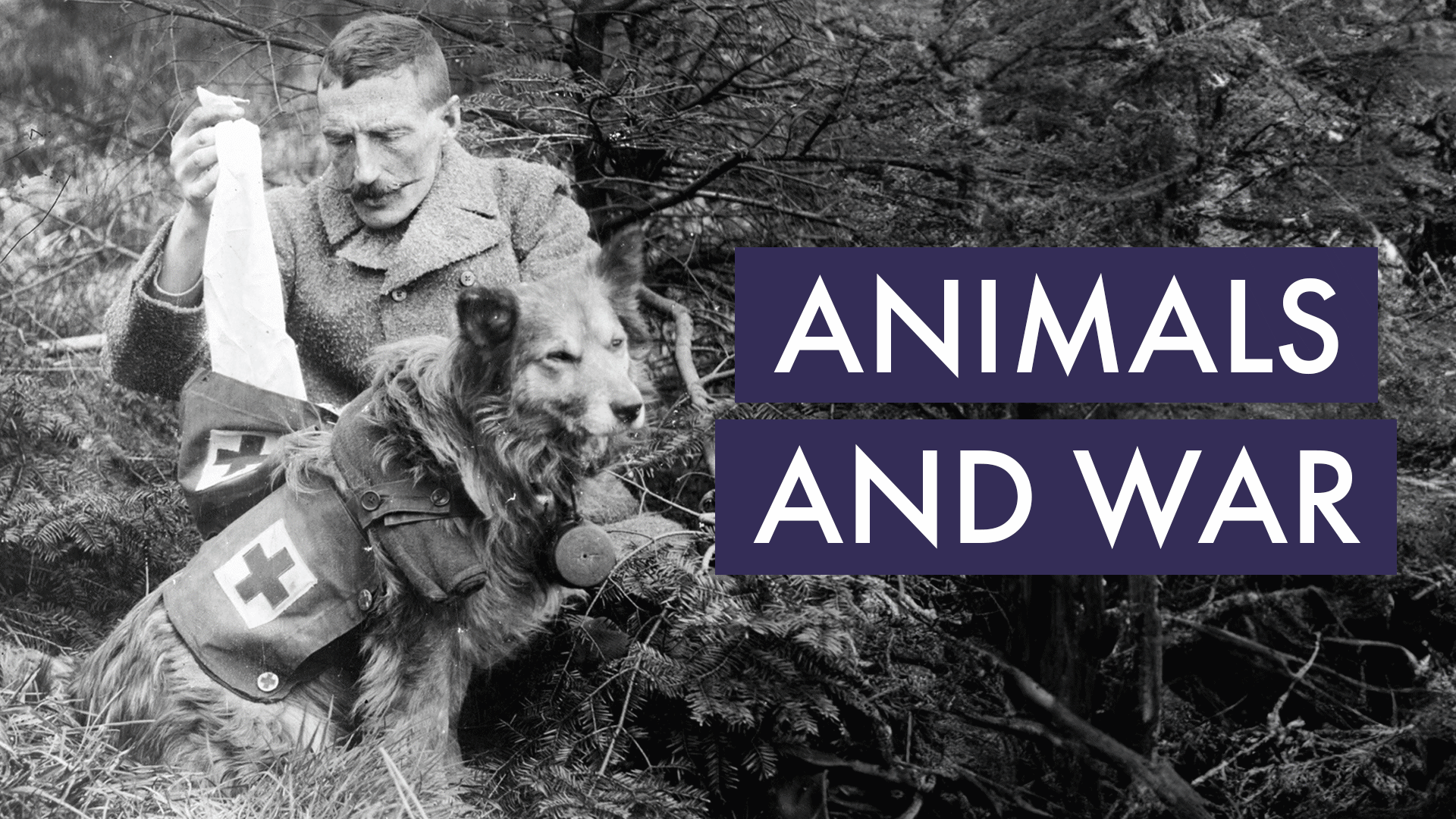 War Animals Video & Resources | ClickView