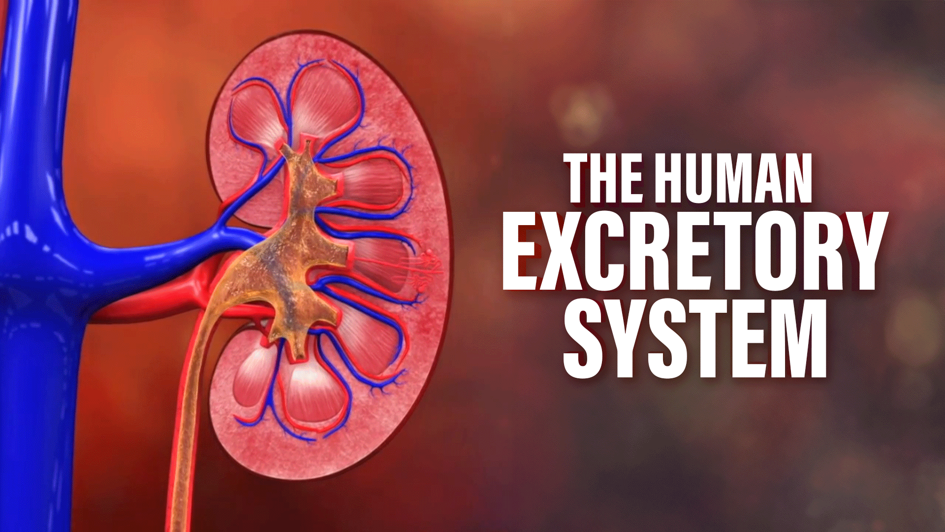 The Excretory System in Humans Video & Resources | ClickView