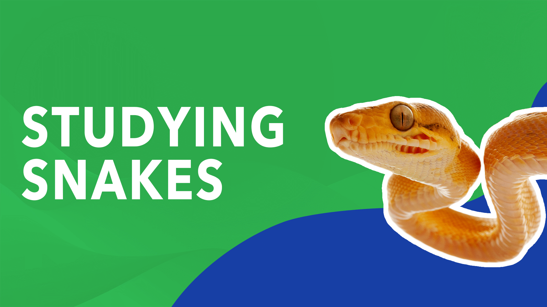 Virginia Zoo presents Studying Snakes | Streamable Learning