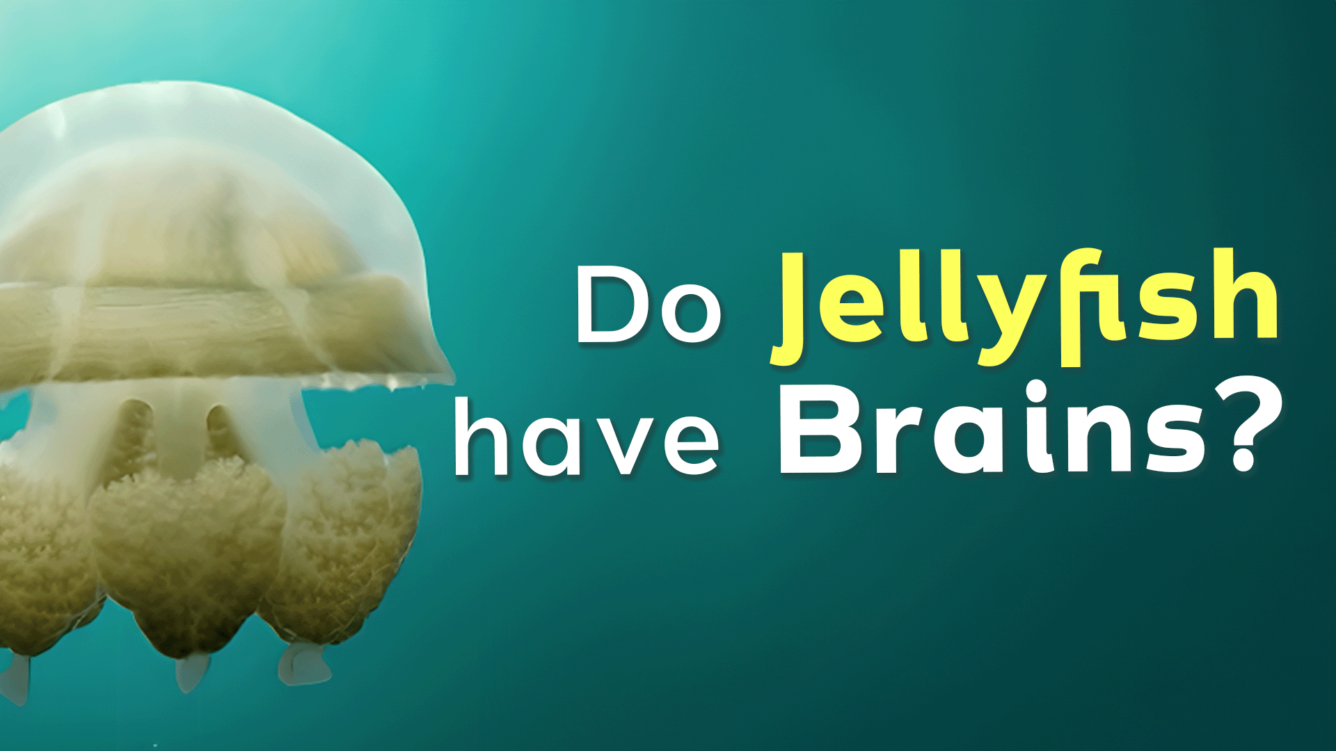 Do Jellyfish Have Brains? Video & Resources | ClickView