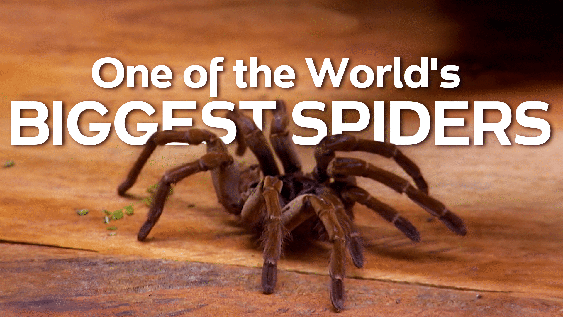 Variation and Classification | ClickView