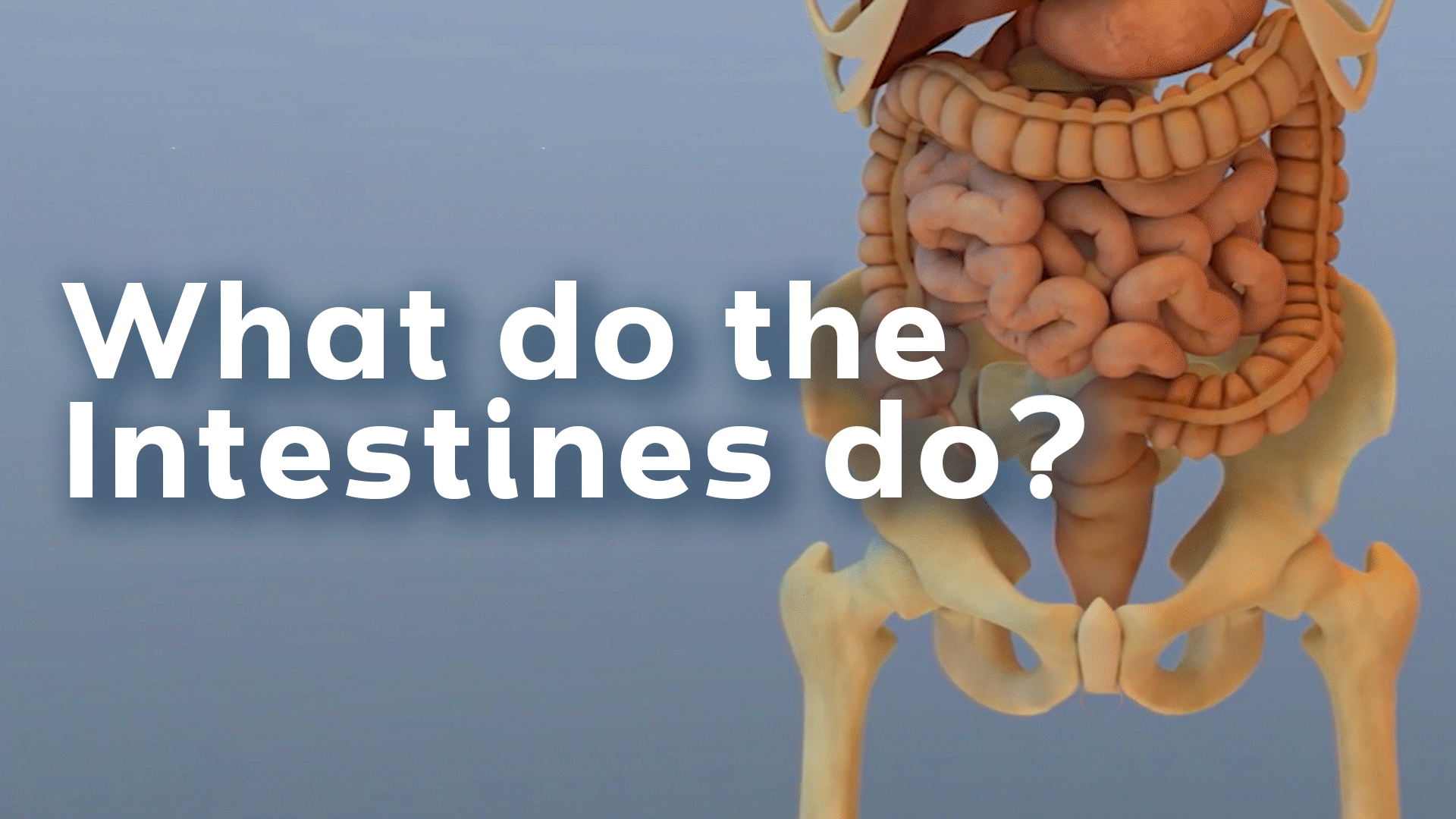 The Digestive System | ClickView