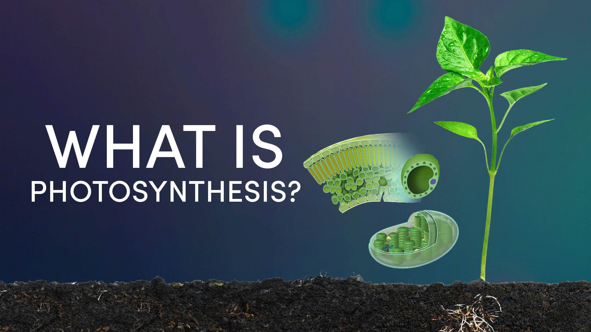 Photosynthesis Video & Resources | ClickView